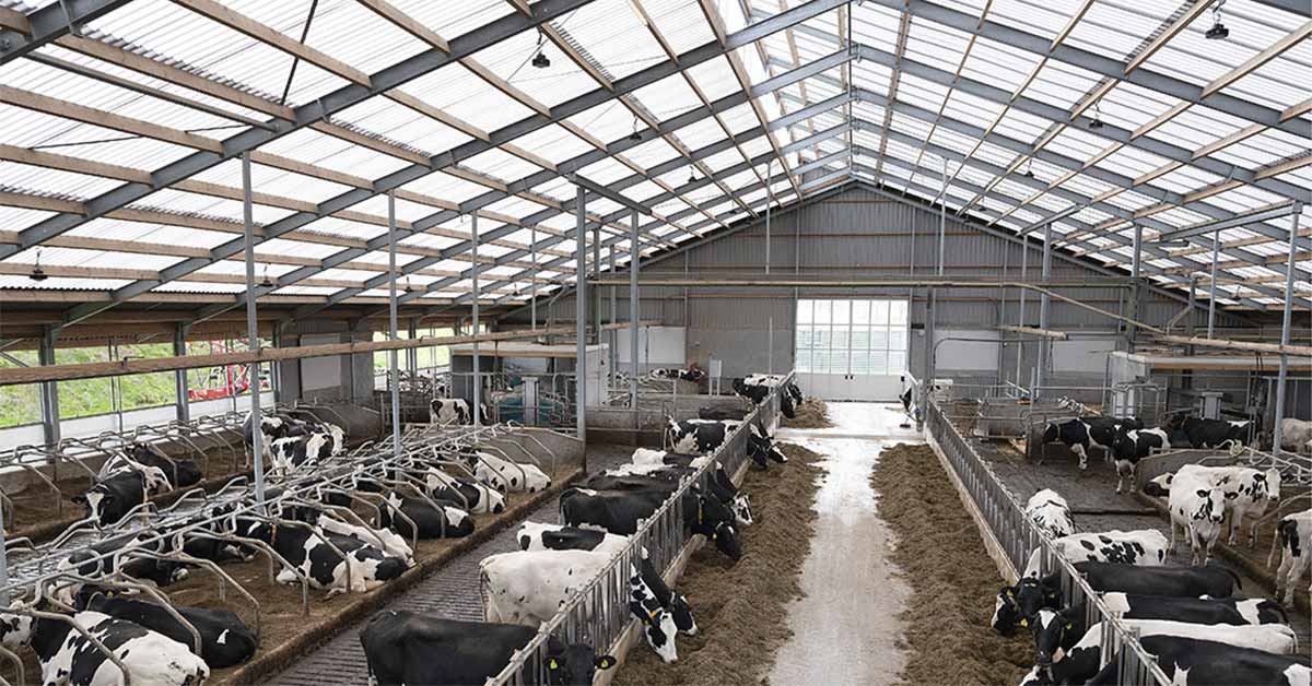 New Fiberglass Sheets for Livestock Farms - TOPOLOGROUP